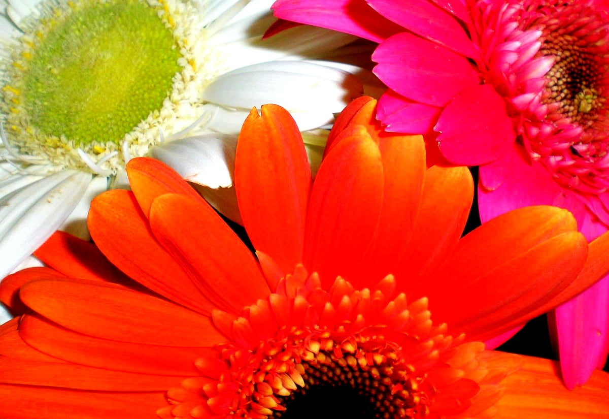 Sfondo Fiori, Mosaico Di Fiori, Viola Tricolor | Migliori Sfondi