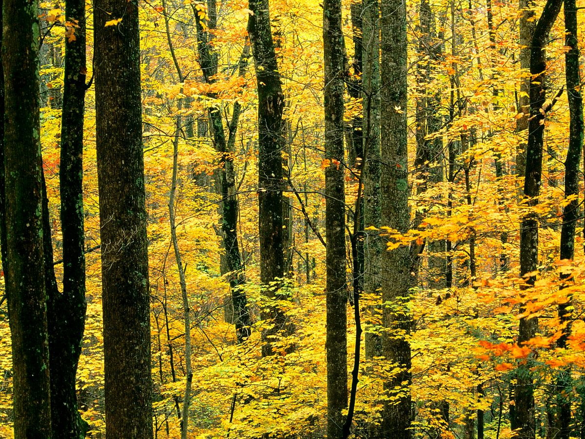Foresta