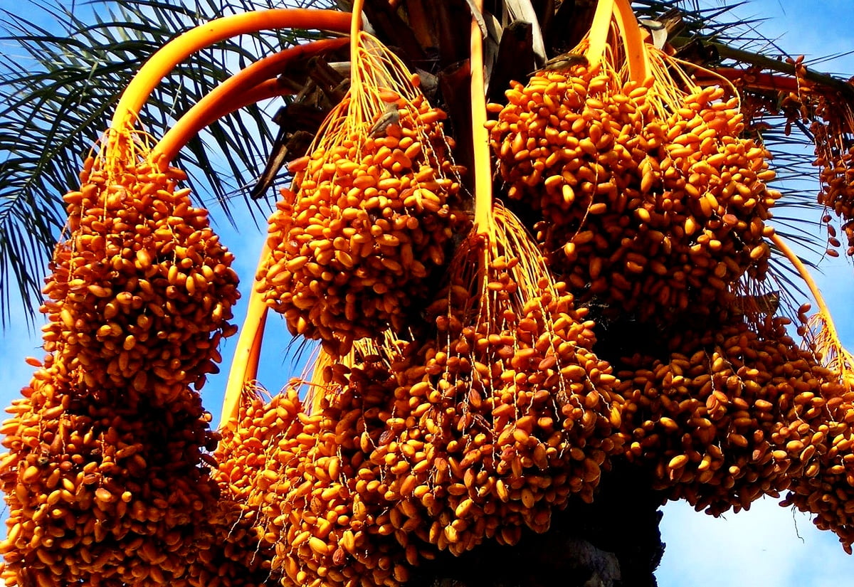 Sfondo Frutta, Palma Da Dattero, Cibo | Migliori Sfondi