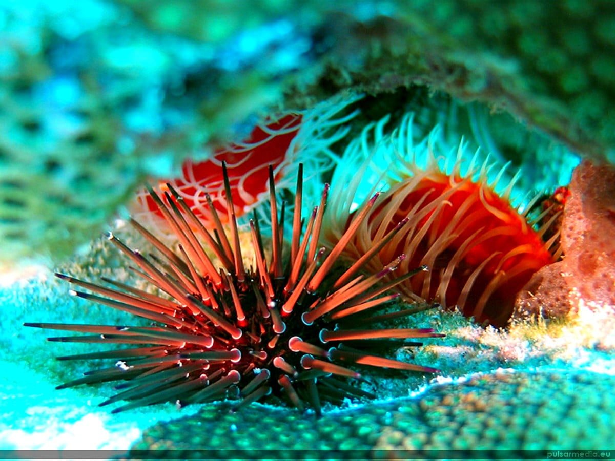 210+ Sfondi Molluschi | Sfondi Gratis