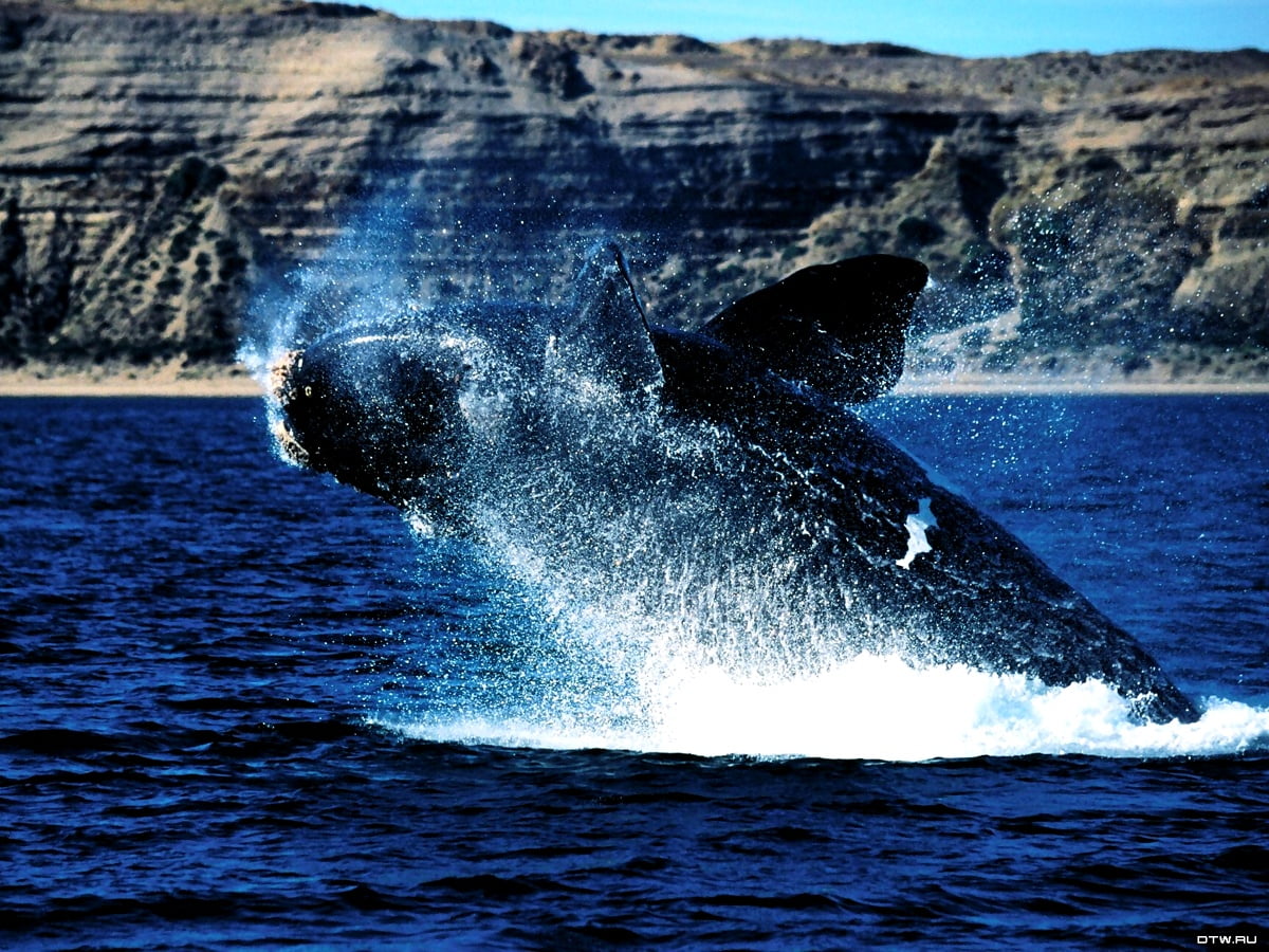 Sfondo Balena, Animali, Montagne | Migliori Sfondi