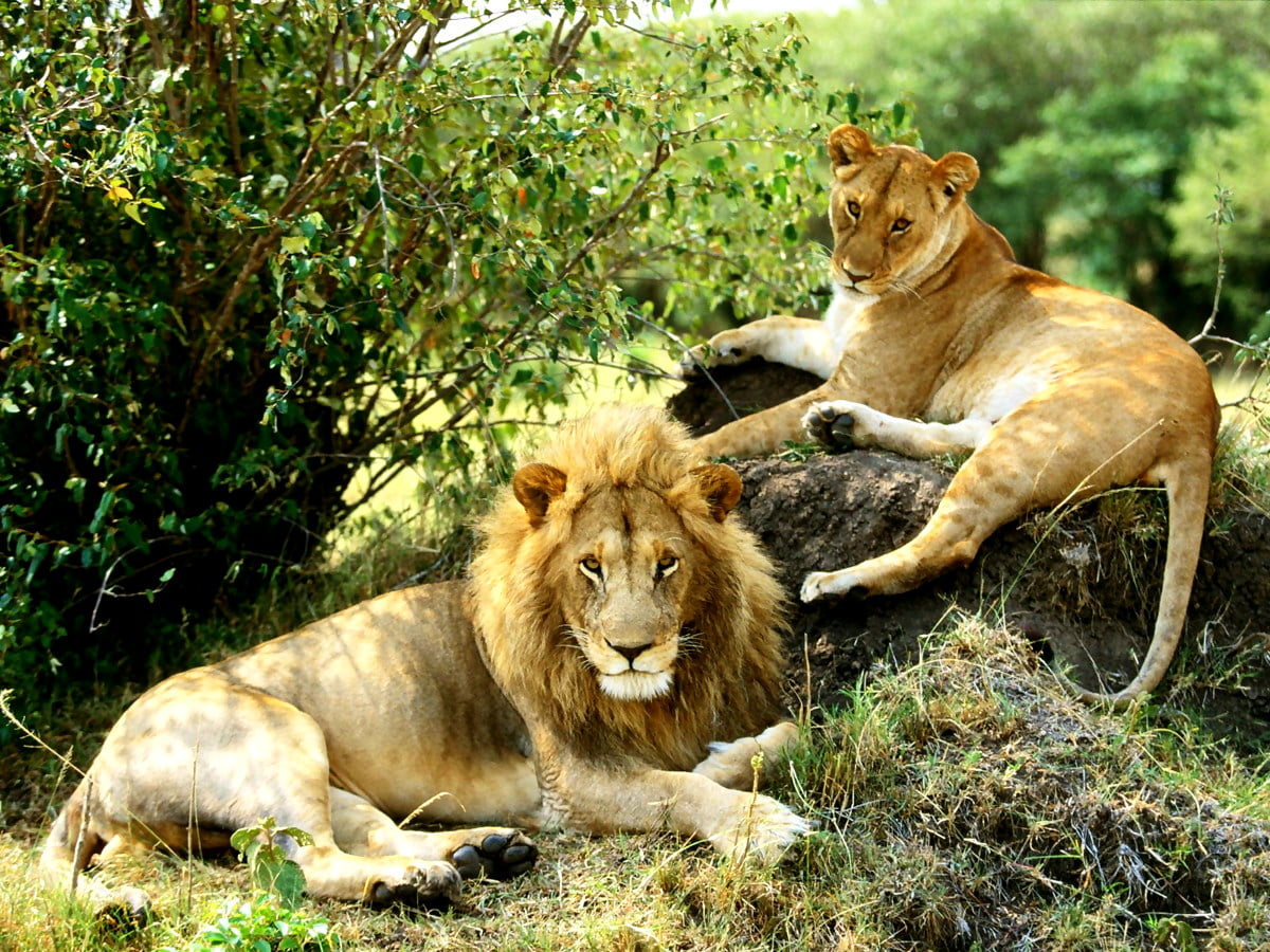 1100+ Sfondi Fauna selvatica | Sfondi Gratis