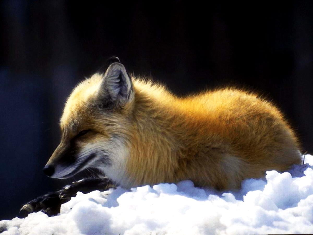 Immagine estetico widescreen Volpe Artica, Animali, Volpe | Scarica ...