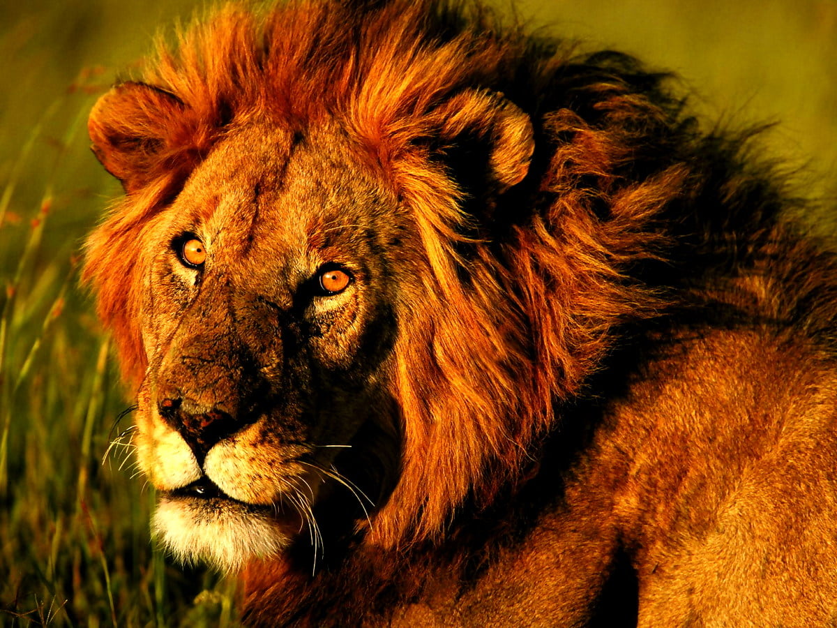 Fauna Selvatica, Leone, Leone Masai - immagine | Sfondi Gratis