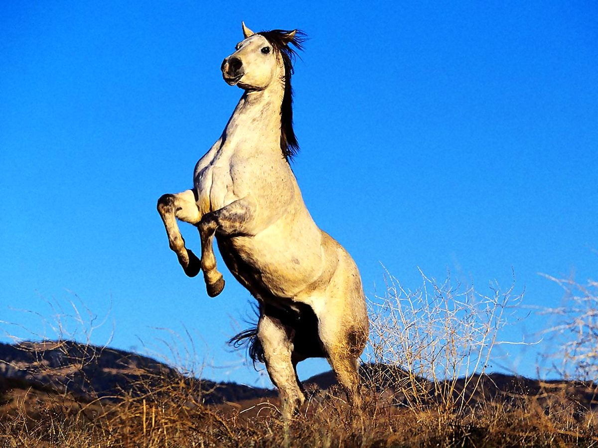 Cavallo, Stallone, Cavallo Mustang - immagine | Sfondi Gratis