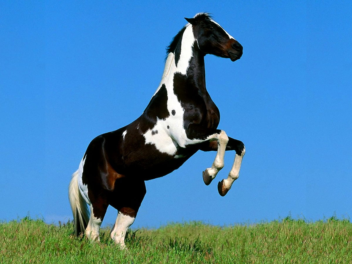 90+ Sfondi Cavallo mustang 🔥 Sfondi Gratis