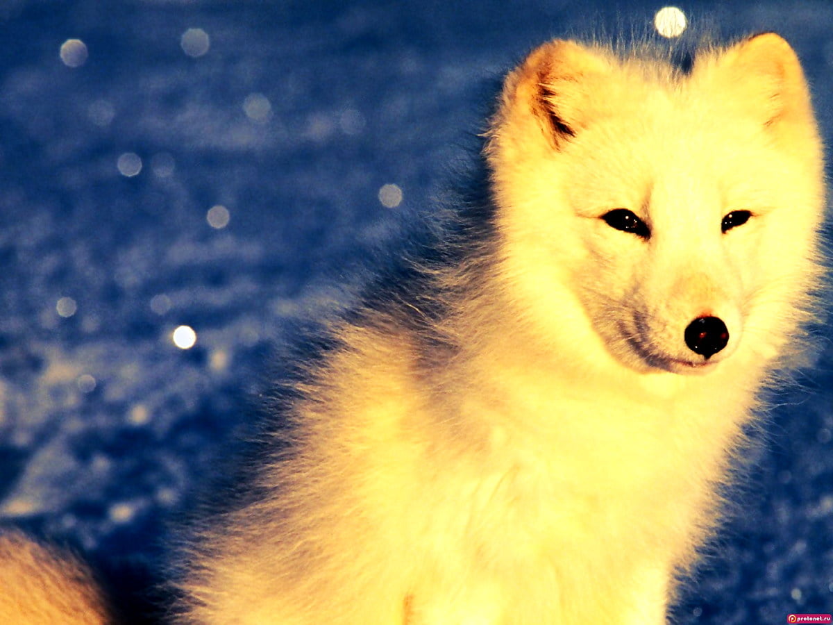 Immagine estetico widescreen Volpe Artica, Animali, Volpe | Scarica ...