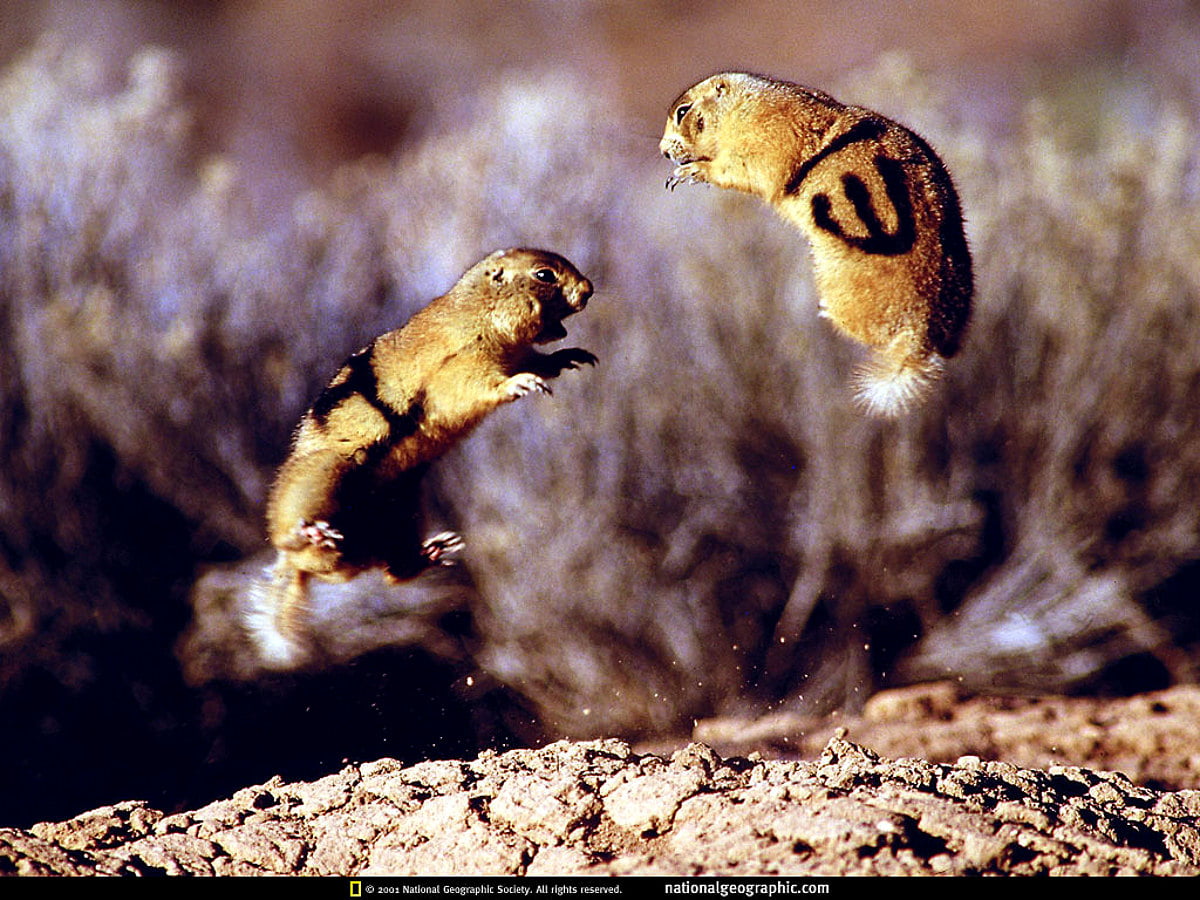 National Geographic, Nat Geo, Fauna Selvatica - sfondo | Scarica Sfondi ...