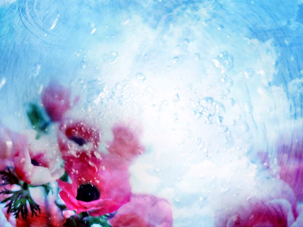 Sfondo Blu, Rosa, Fiori | TOP Sfondi