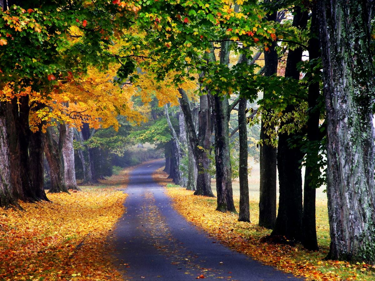 340+ Sfondi desktop Autunno 🔥 Sfondi Gratis
