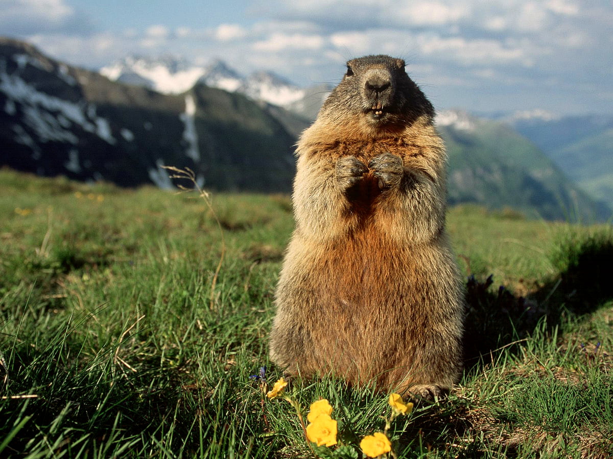 Sfondo Marmotta, Animali, Montagne | Migliori Sfondi Gratis