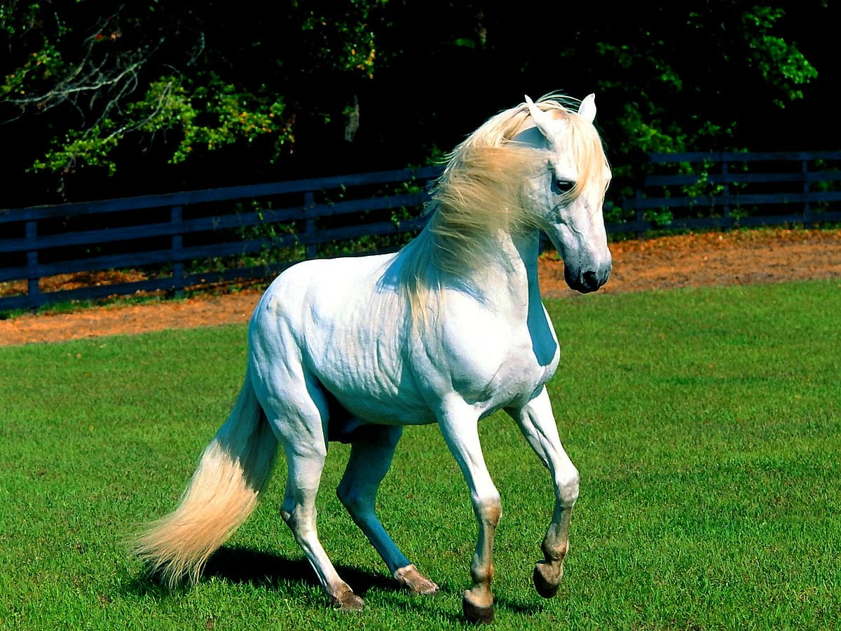 Cavallo, Criniera, Stallone - sfondo | Sfondi Gratis