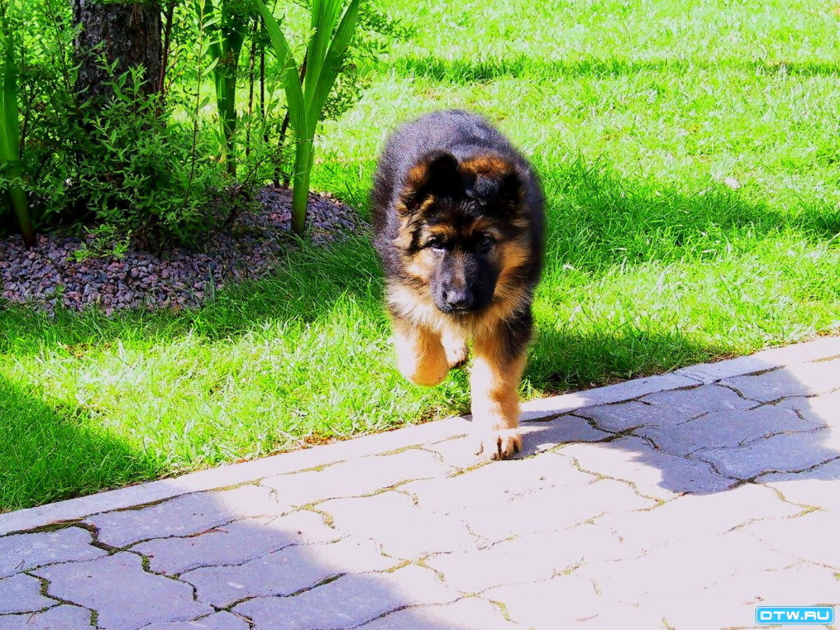 Cani, Cane Da Pastore Tedesco, Animali - sfondo | TOP Sfondi