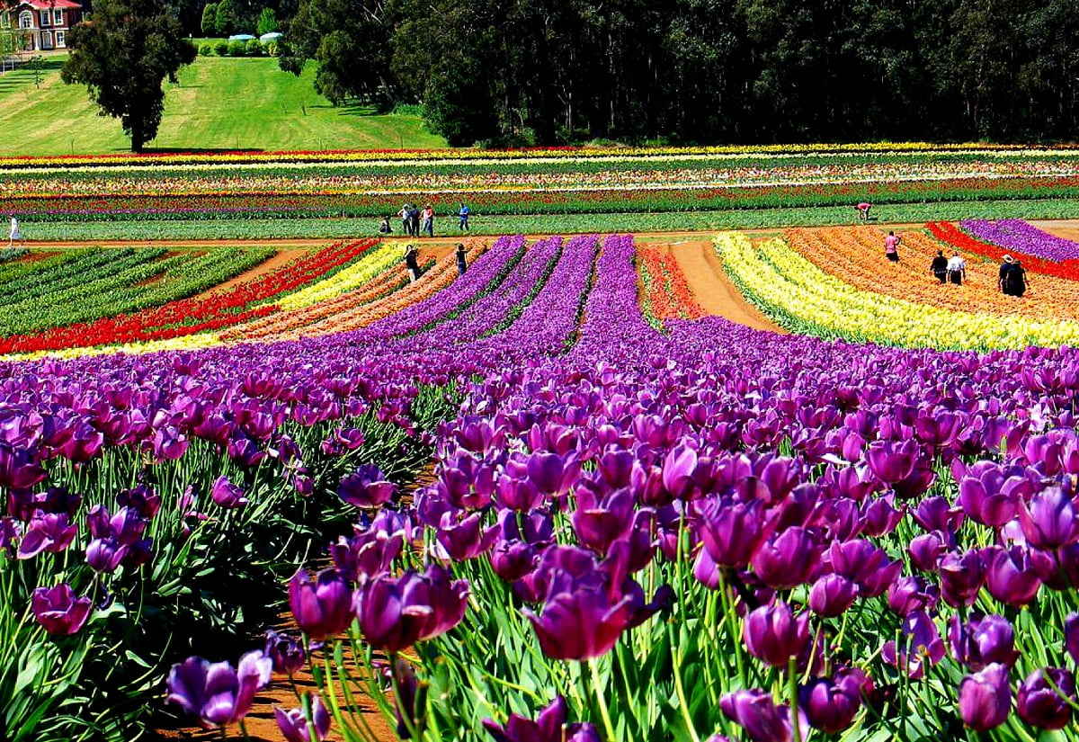 130+ Sfondi Lavanda | Sfondi Gratis
