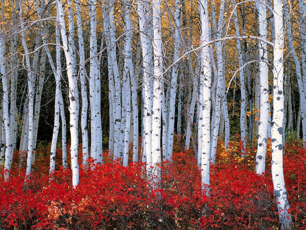 340+ Sfondi Autunno | Sfondi Gratis