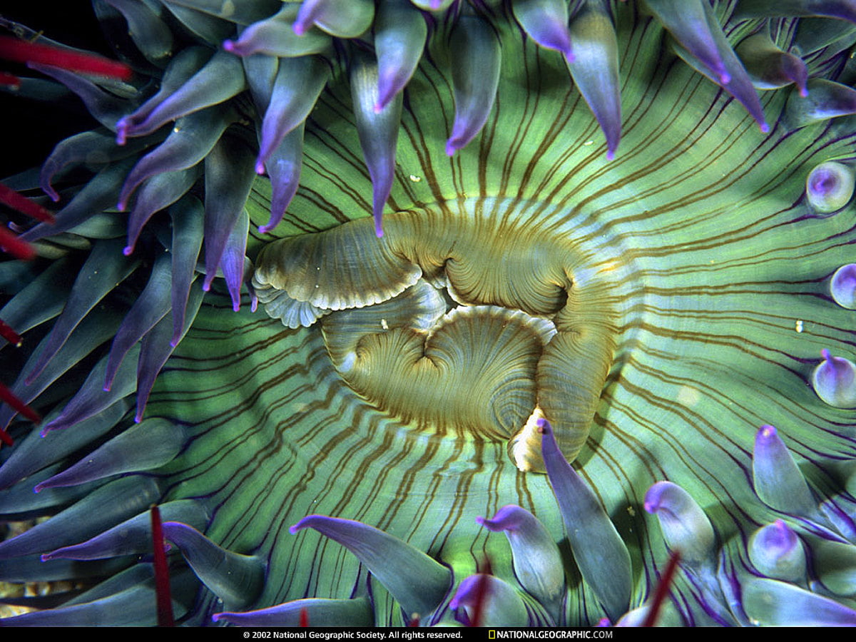 30+ Sfondi Flora selvatica 🔥 Sfondi Gratis