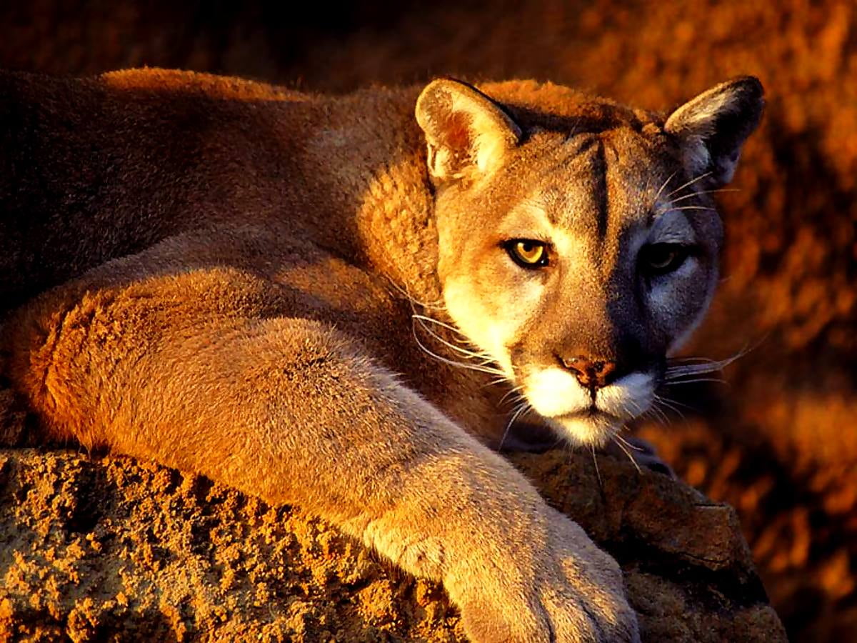 Grandi Felini, Fauna Selvatica, Animali - sfondo | Sfondi Gratis