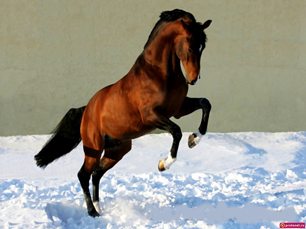 Sfondo Cavallo, Stallone, Criniera | TOP Sfondi Gratis