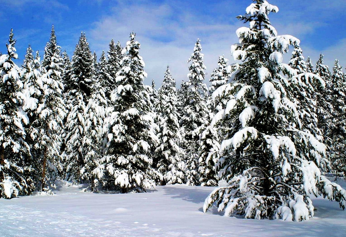 Sfondo bello Neve, Inverno, Abies Balsamea | TOP Sfondi