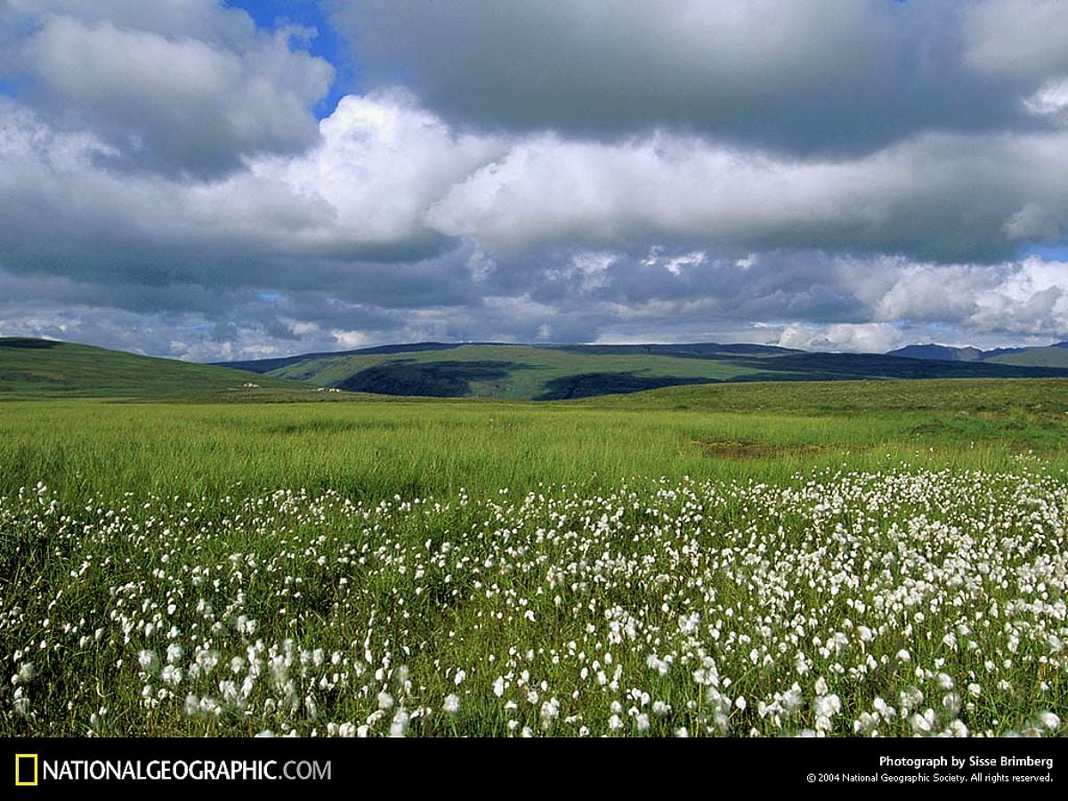 30+ Sfondi Flora selvatica | Sfondi Gratis