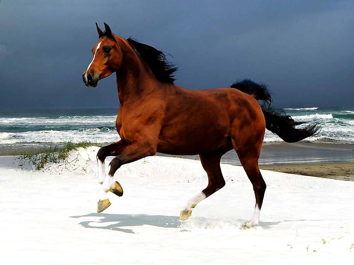 Sfondo Cavallo, Animali, Stallone | TOP Immagini