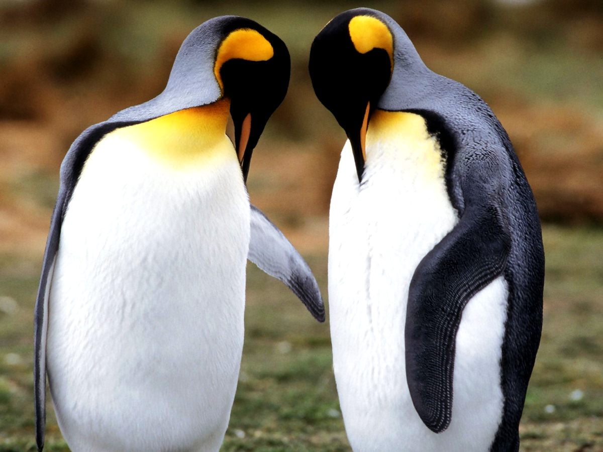 Sfondi Pinguino reale | Sfondi Gratis