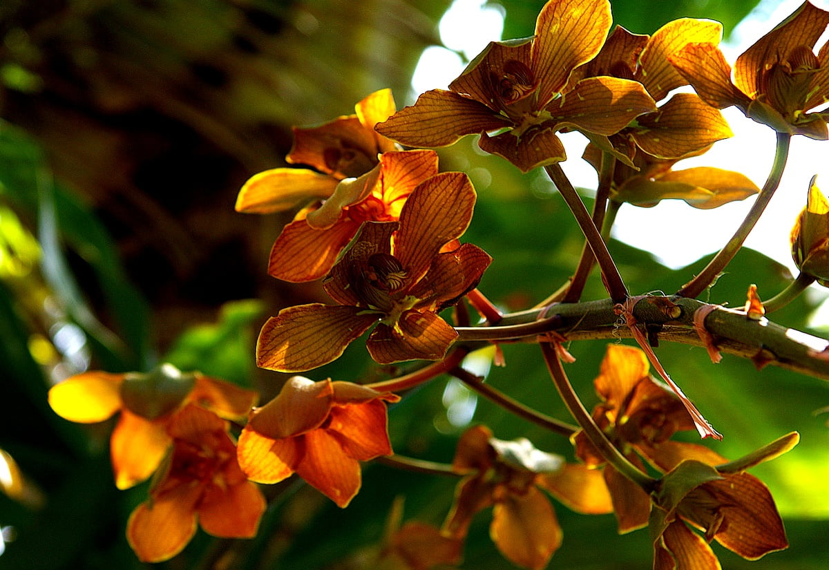 Fiori, Orchidea, Flora - sfondo | Migliori Sfondi Gratis