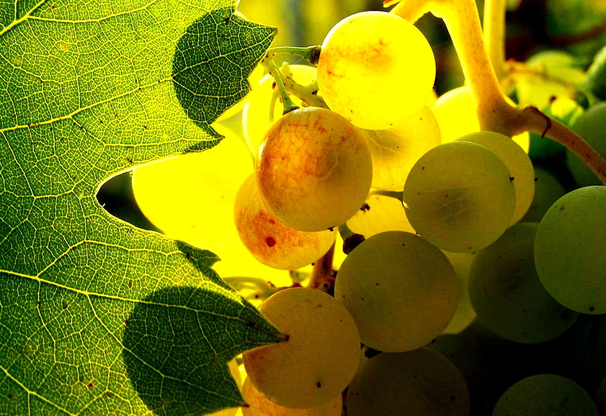 Sfondo Uva, Frutta, Frutti Di Bosco | TOP Sfondi