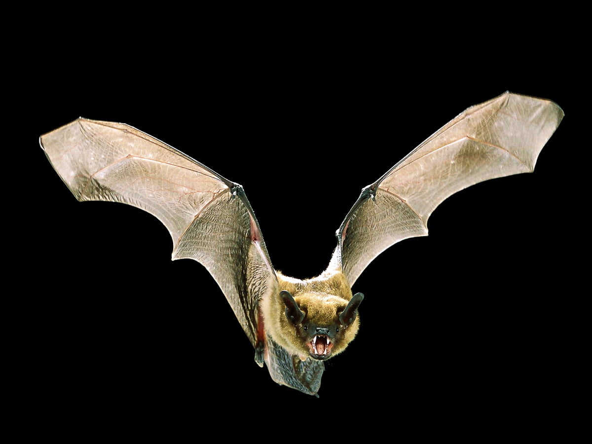Immagine Fauna Selvatica, Pipistrello, Animali | Scarica Gratis