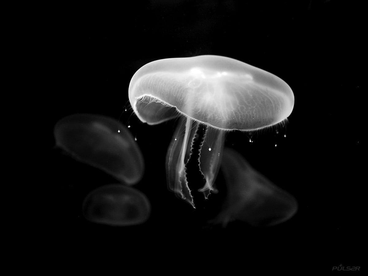 Medusa, Macro, Animali - sfondo | TOP Sfondi