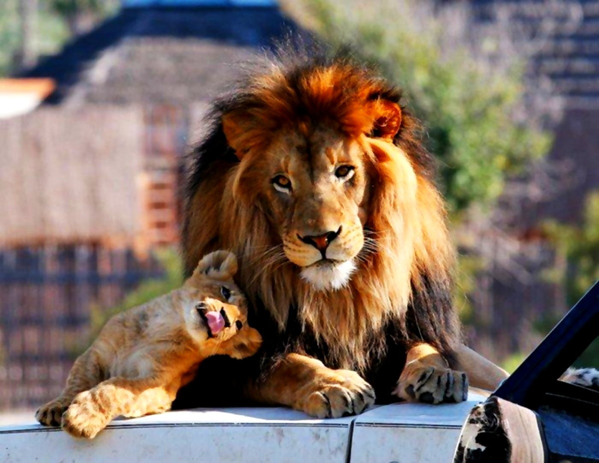 Sfondi Amp Gt Amp Gt Animali Leoni