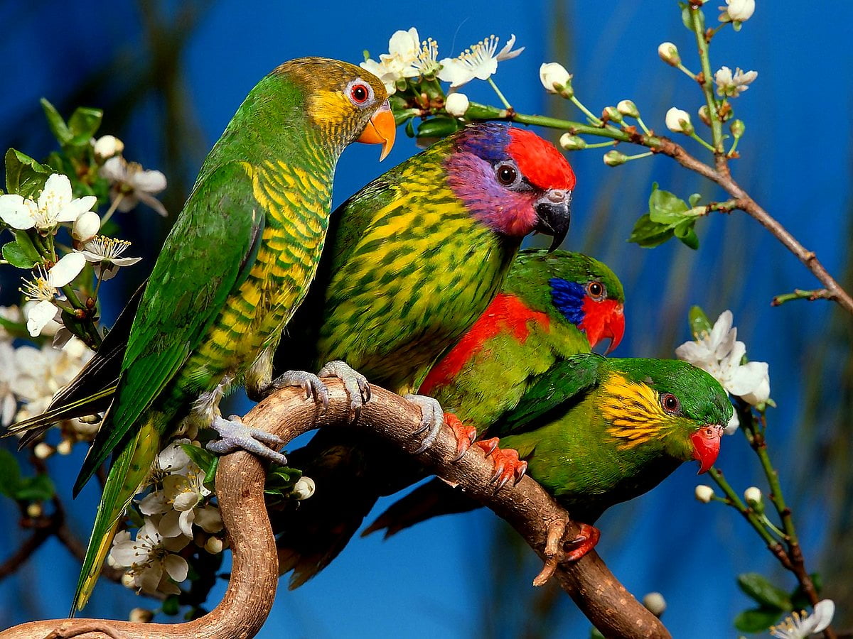 30+ Sfondi Pappagallo 🔥 Sfondi Gratis