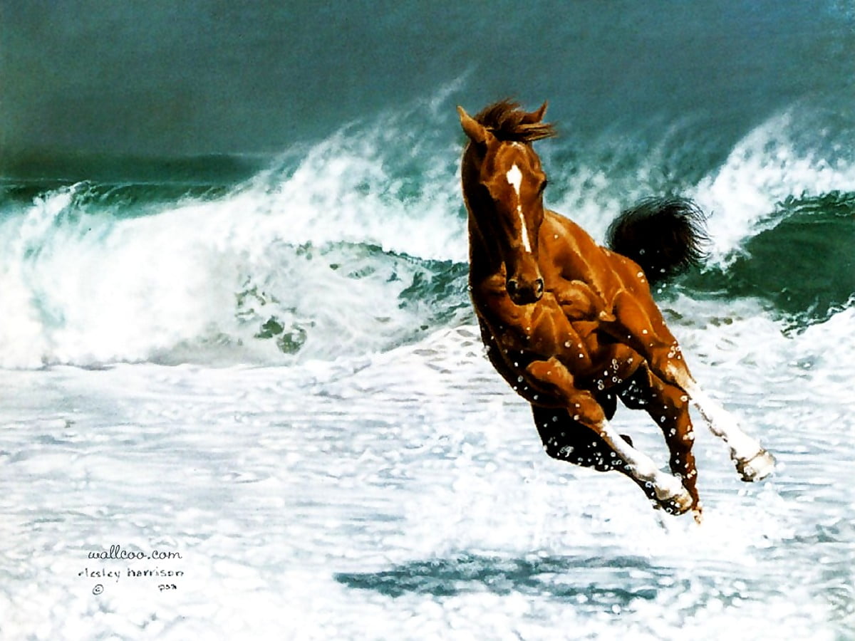 Foto di sfondo Cavallo, Stallone, Cavallo Mustang windows | TOP Immagini