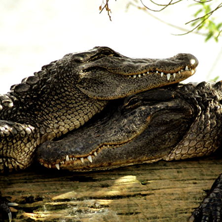 Alligatore, Rettile, Alligator Mississippiensis - immagine | Sfondi Gratis