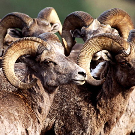 Capra, Fauna Selvatica, Animali - sfondo | Scarica Immagini