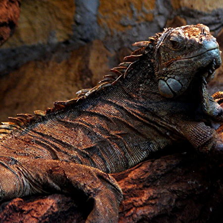 20+ Sfondi Iguana iguana | Sfondi Gratis