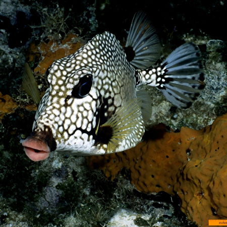 Sfondo Pesci Colorati, Pesci Istrice, Pesce | Scarica Immagini